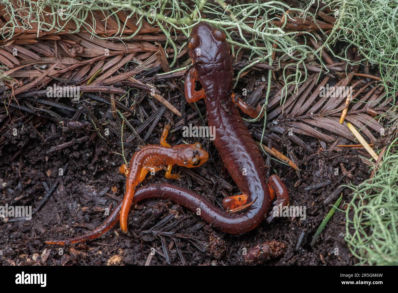 Baby Orange Salamander