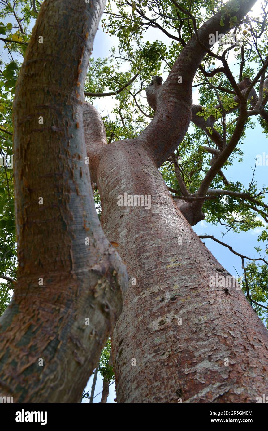 Walking through Gumbo Limbo Trees Stock Photo - Alamy