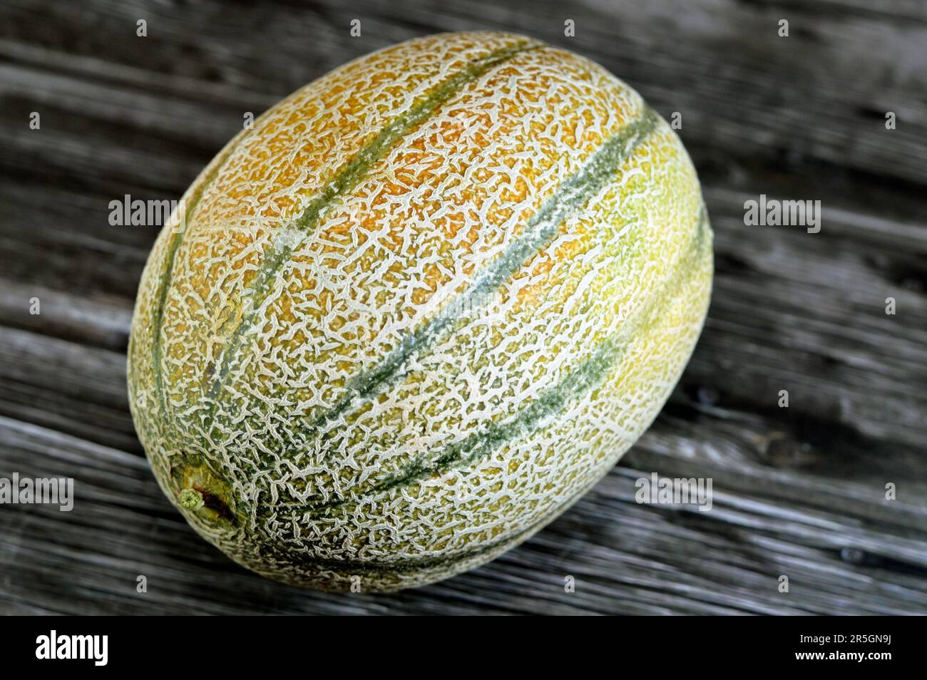 Muskmelon, Cucumis melo or melon, a species of Cucumis that has been ...
