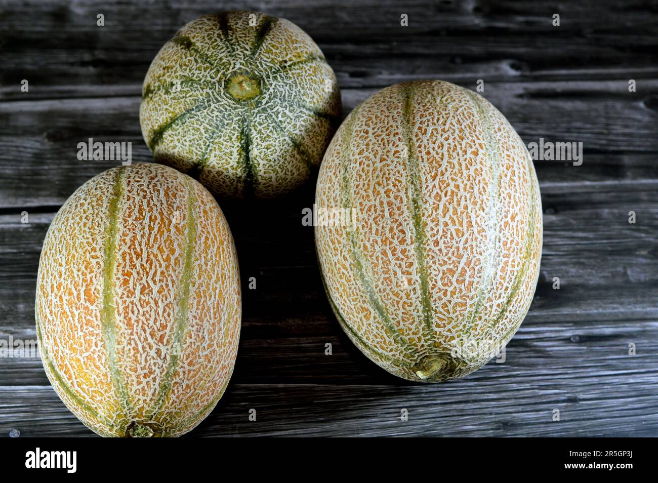 Muskmelon, Cucumis melo or melon, a species of Cucumis that has been ...