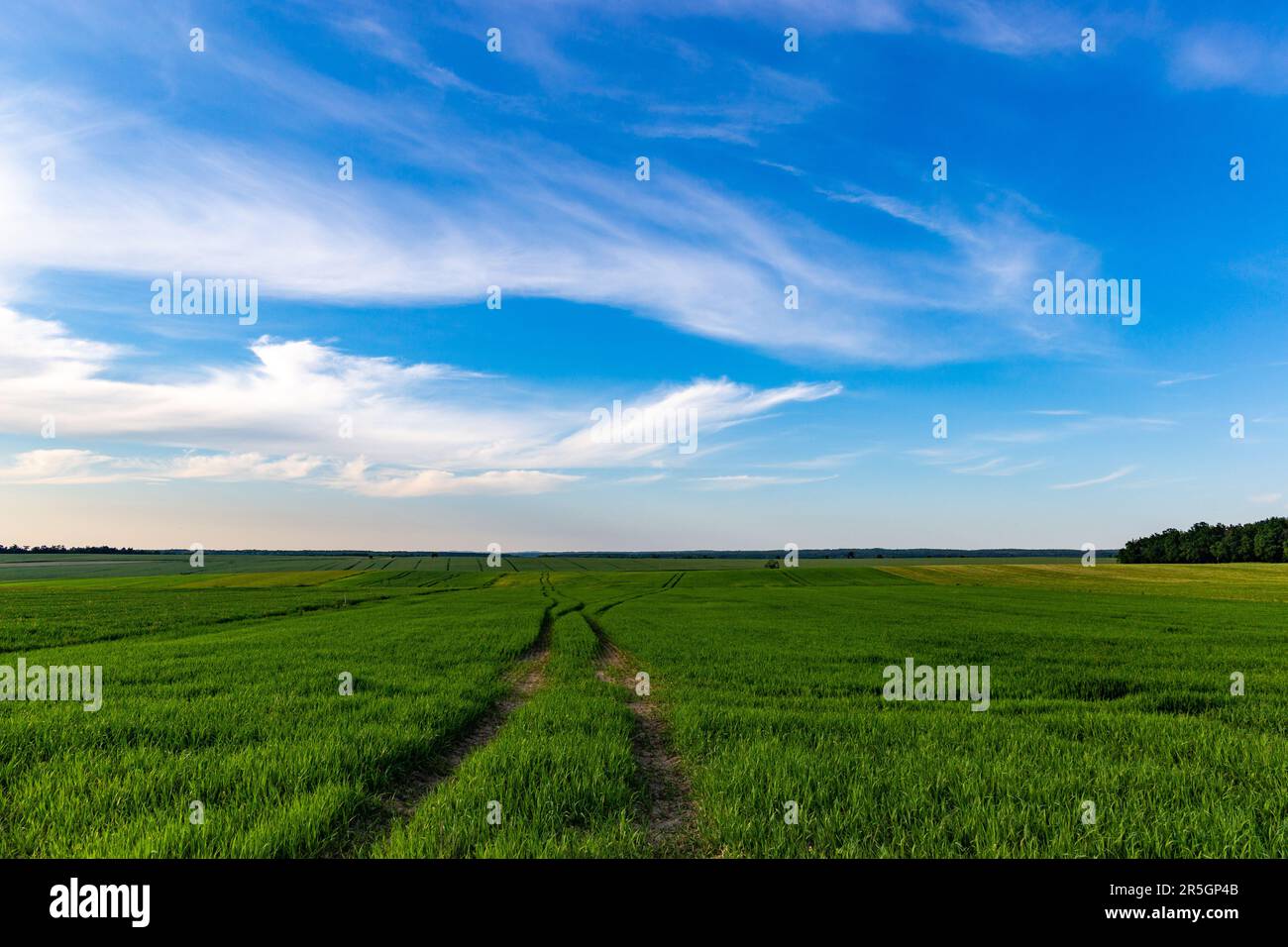 Summer fields in European countryside Stock Photo - Alamy