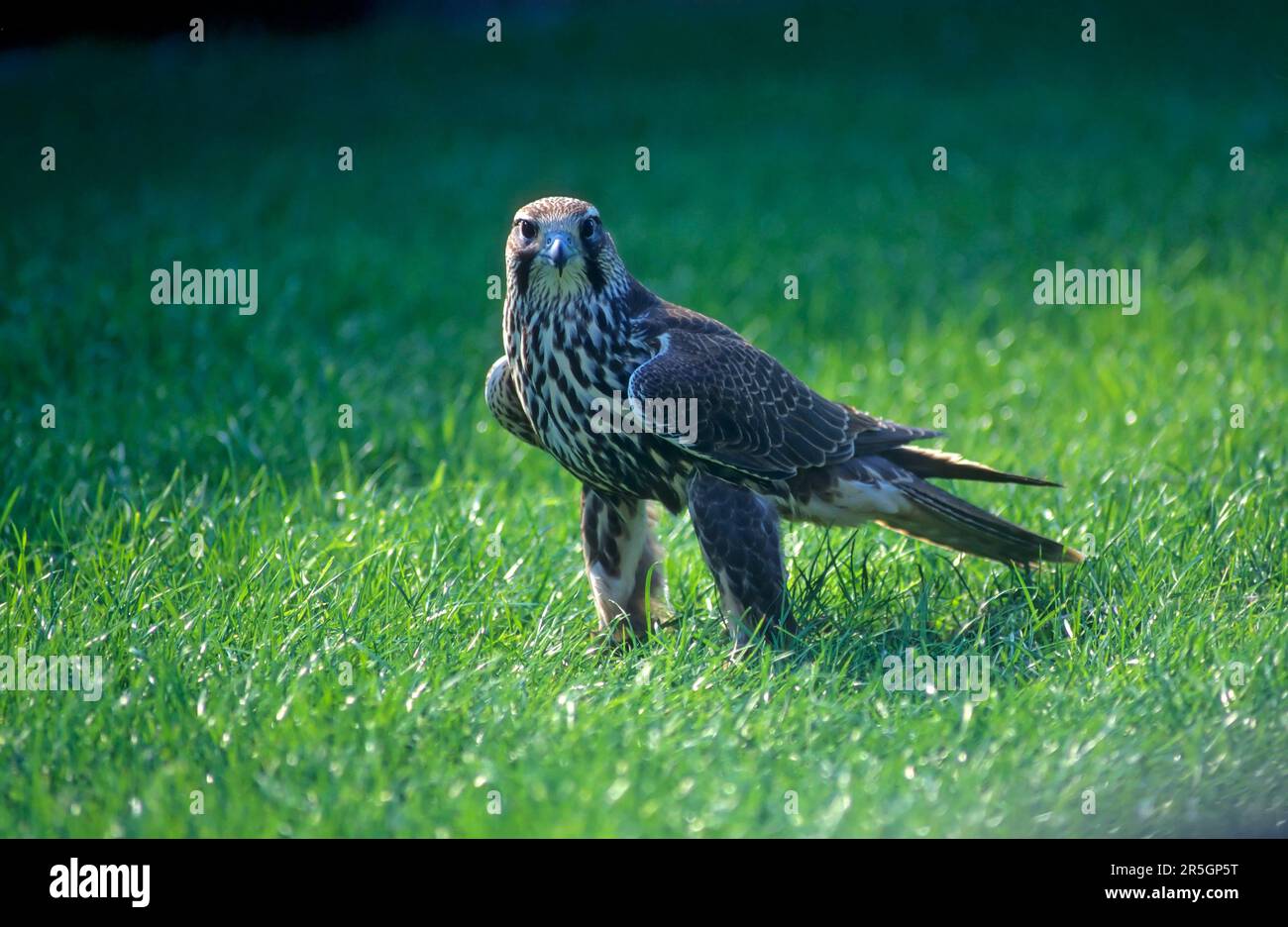 Saker falcon (Falco cherrug), Saker, Saker falcon Stock Photo - Alamy
