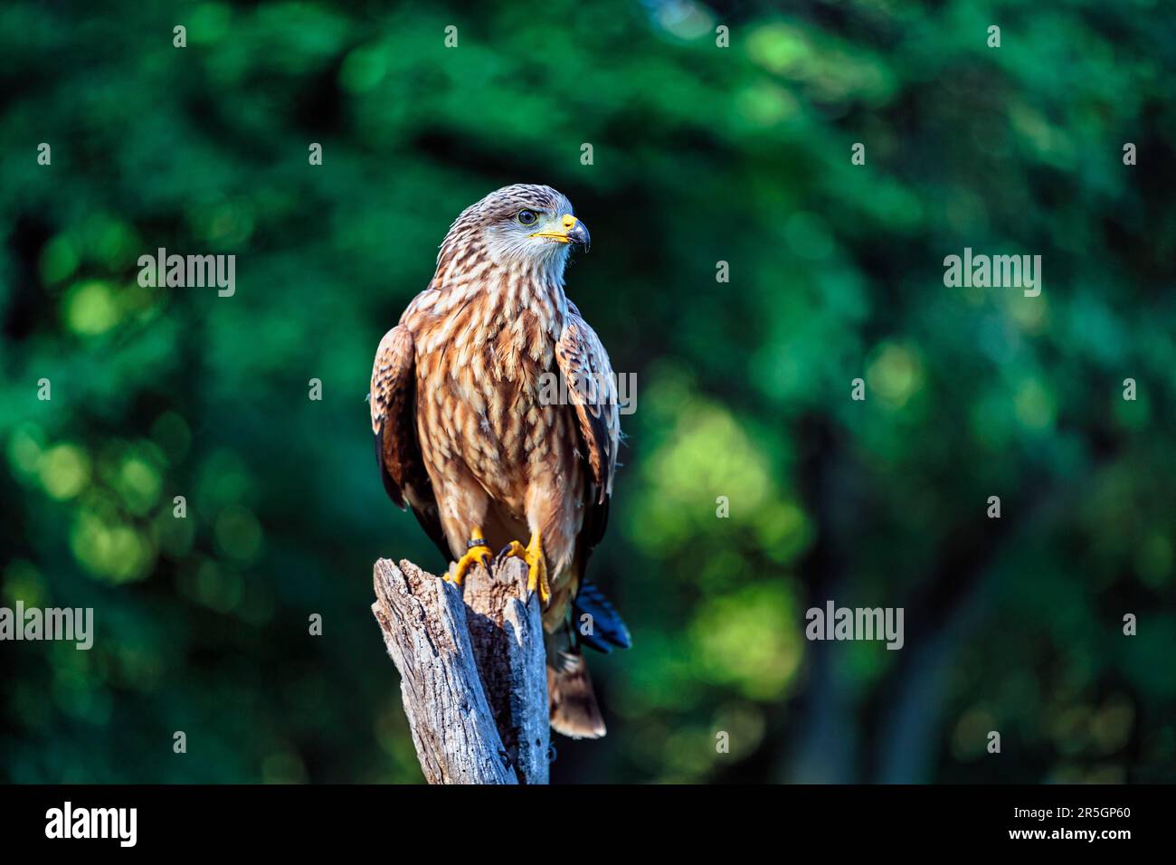 Black Kite (Milvus migrans), Black Kite, on the lookout, captive ...