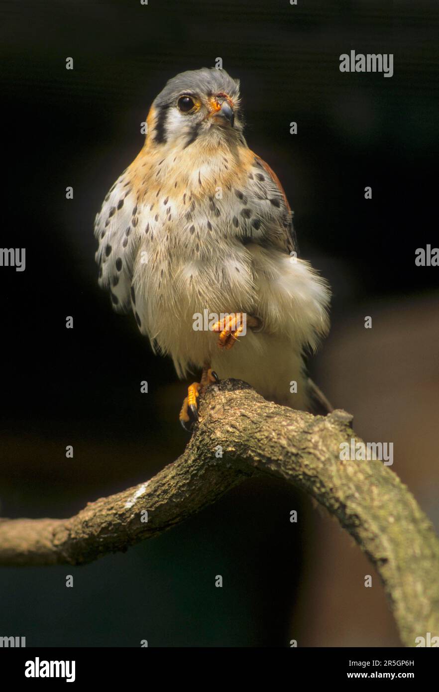 American bird photography hi-res stock photography and images - Alamy