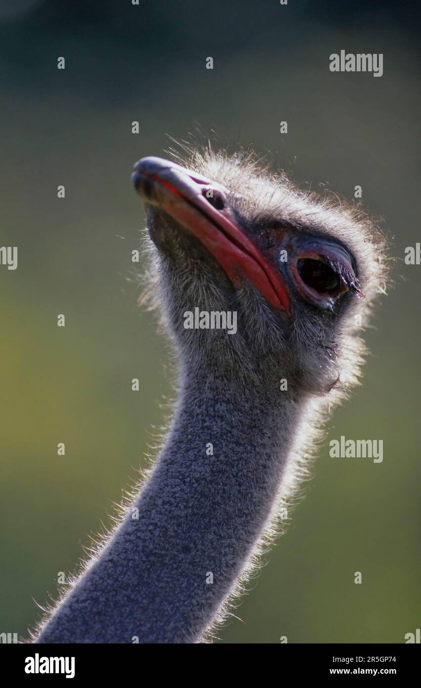 Common ostrich (Struthio camelus Stock Photo - Alamy