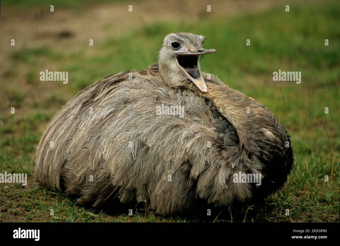 Greater rhea (Rhea americana Stock Photo - Alamy