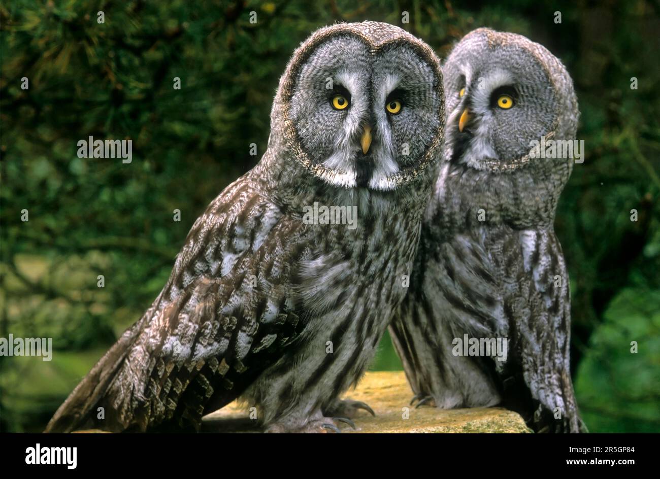 Male great grey owl hi-res stock photography and images - Alamy