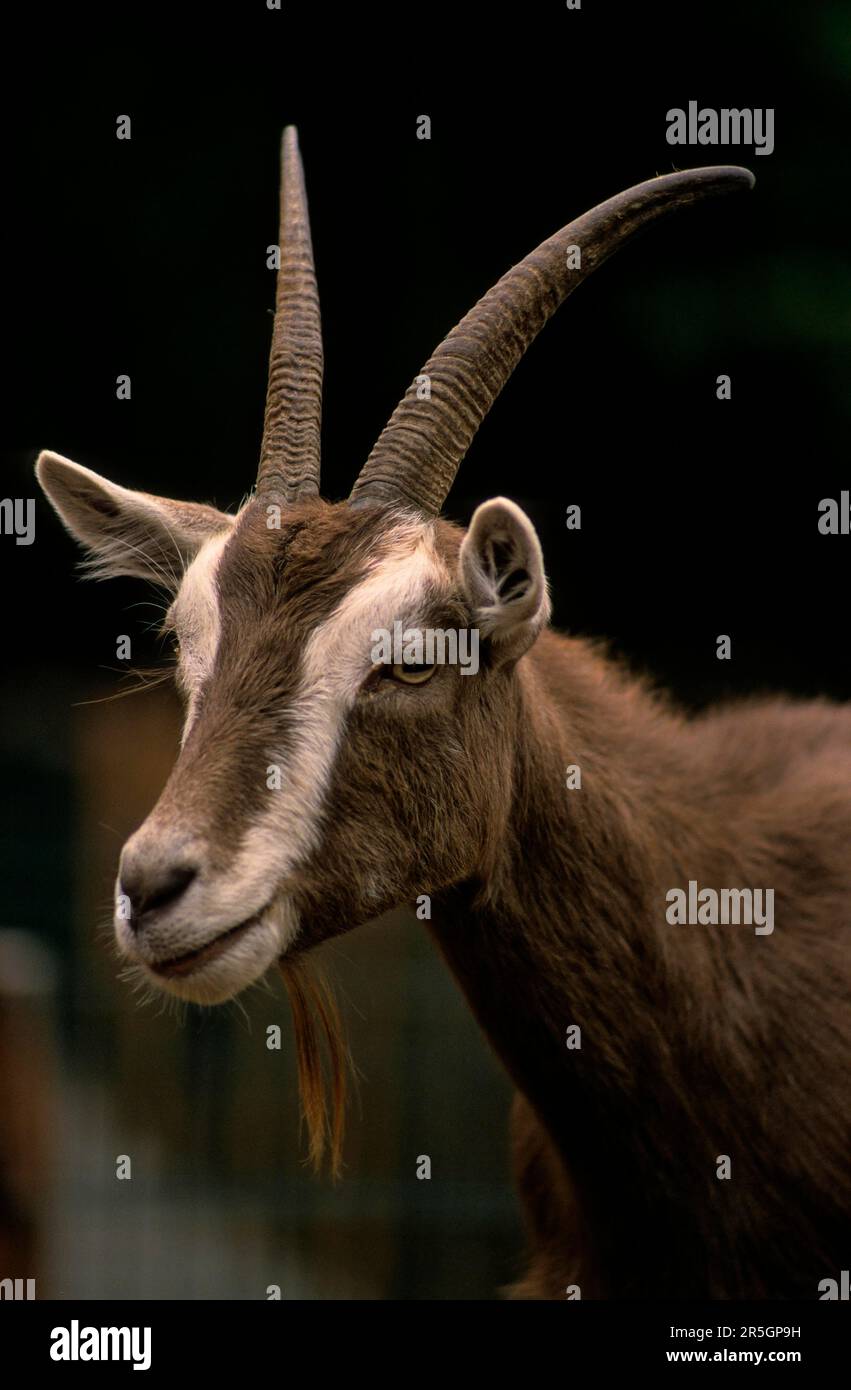 Goat forest hi-res stock photography and images - Alamy