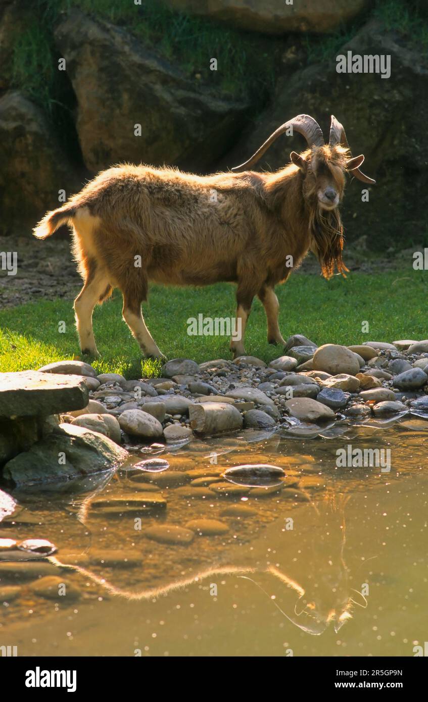 Thuringian forest goat hi-res stock photography and images - Alamy