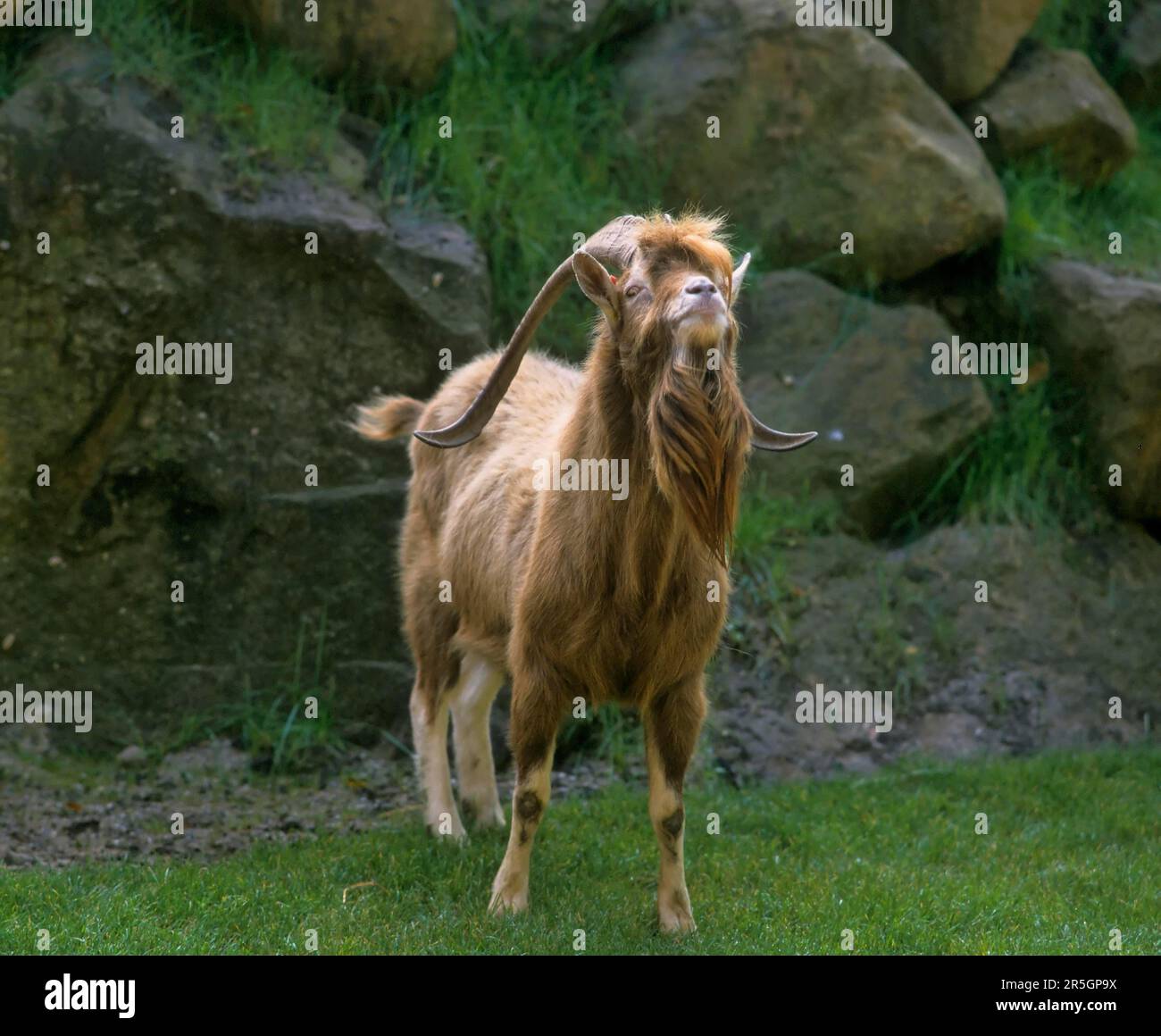 Forest goat hi-res stock photography and images - Alamy