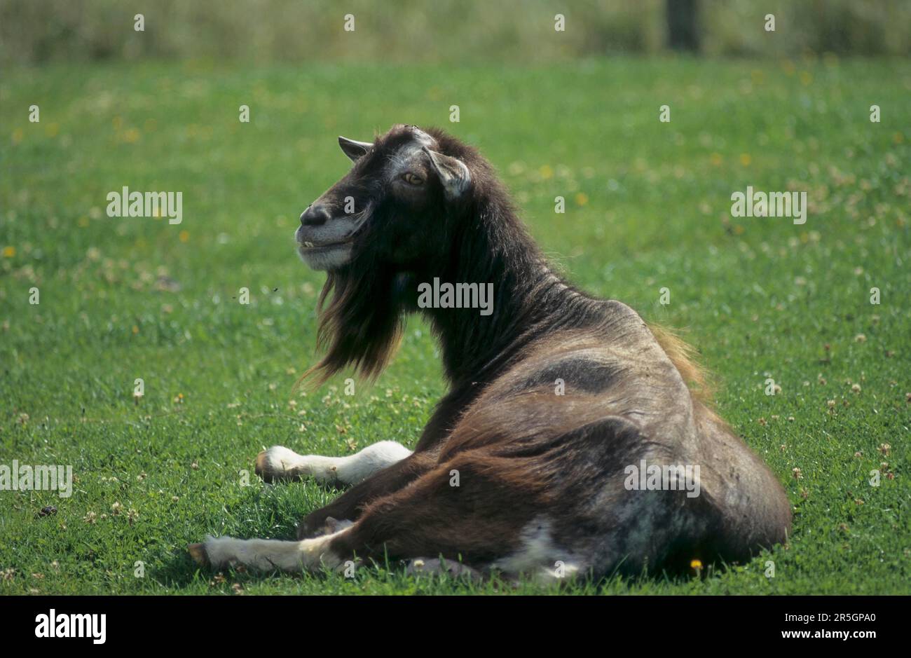 Thuringian forest goat hi-res stock photography and images - Alamy