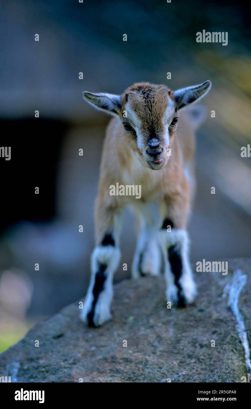 Junges Zicklein, Geisslein, Zwergziege (Capra aegagrus hircus), Hausziege Stock Photo - Alamy