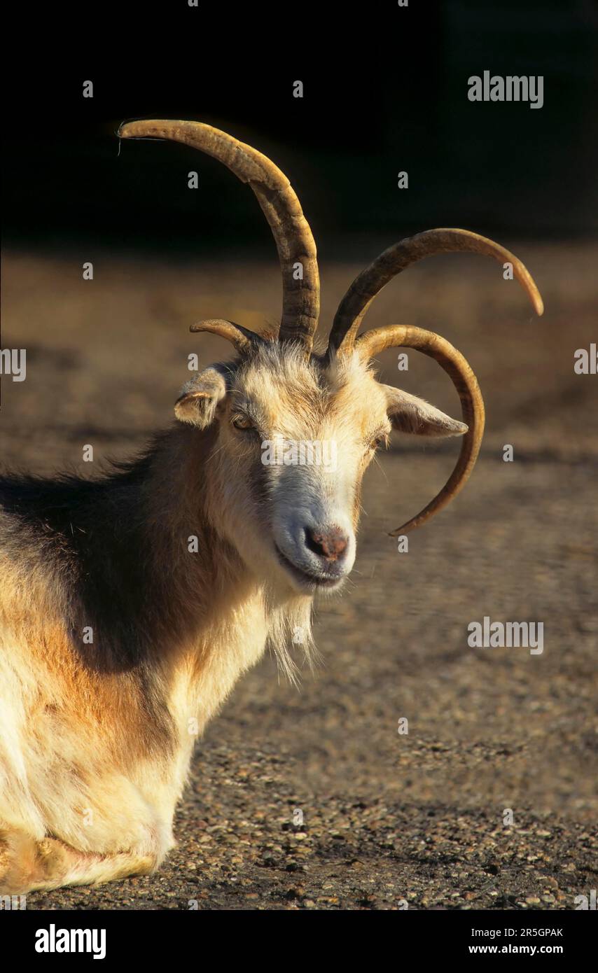 Mutante animal hi-res stock photography and images - Alamy