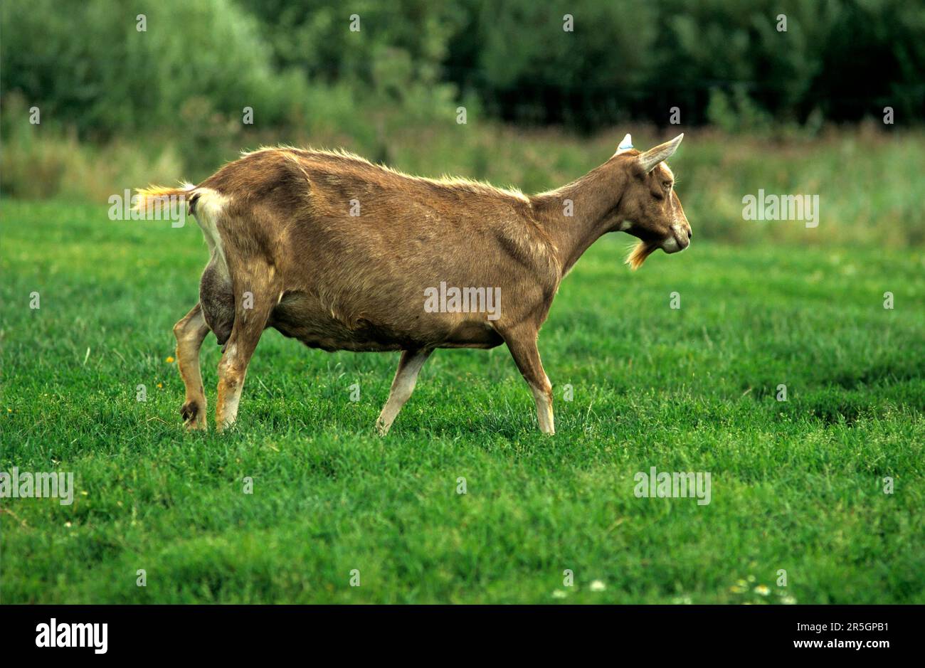 Forest goat hi-res stock photography and images - Alamy