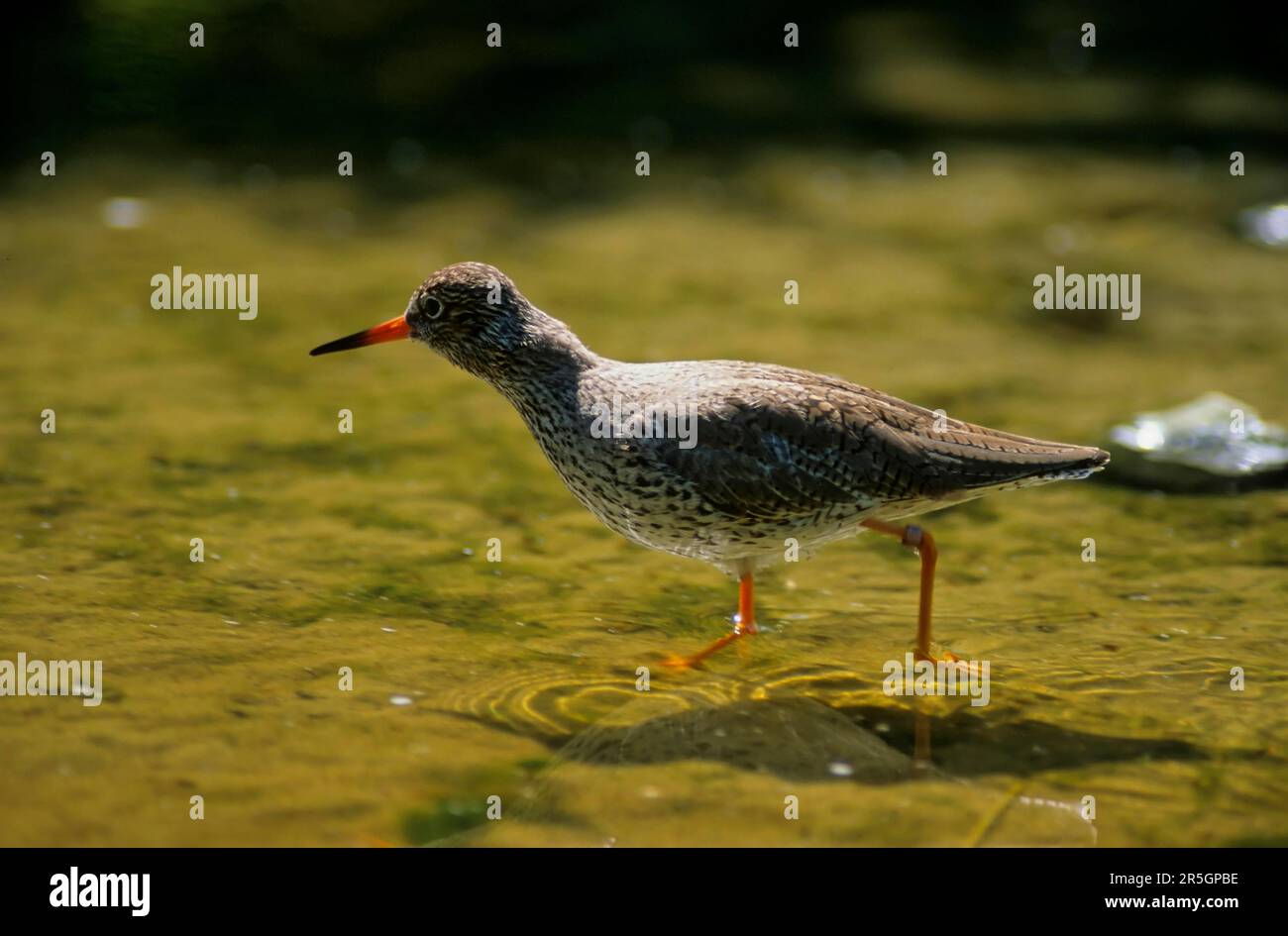 Common ruff hi-res stock photography and images - Alamy