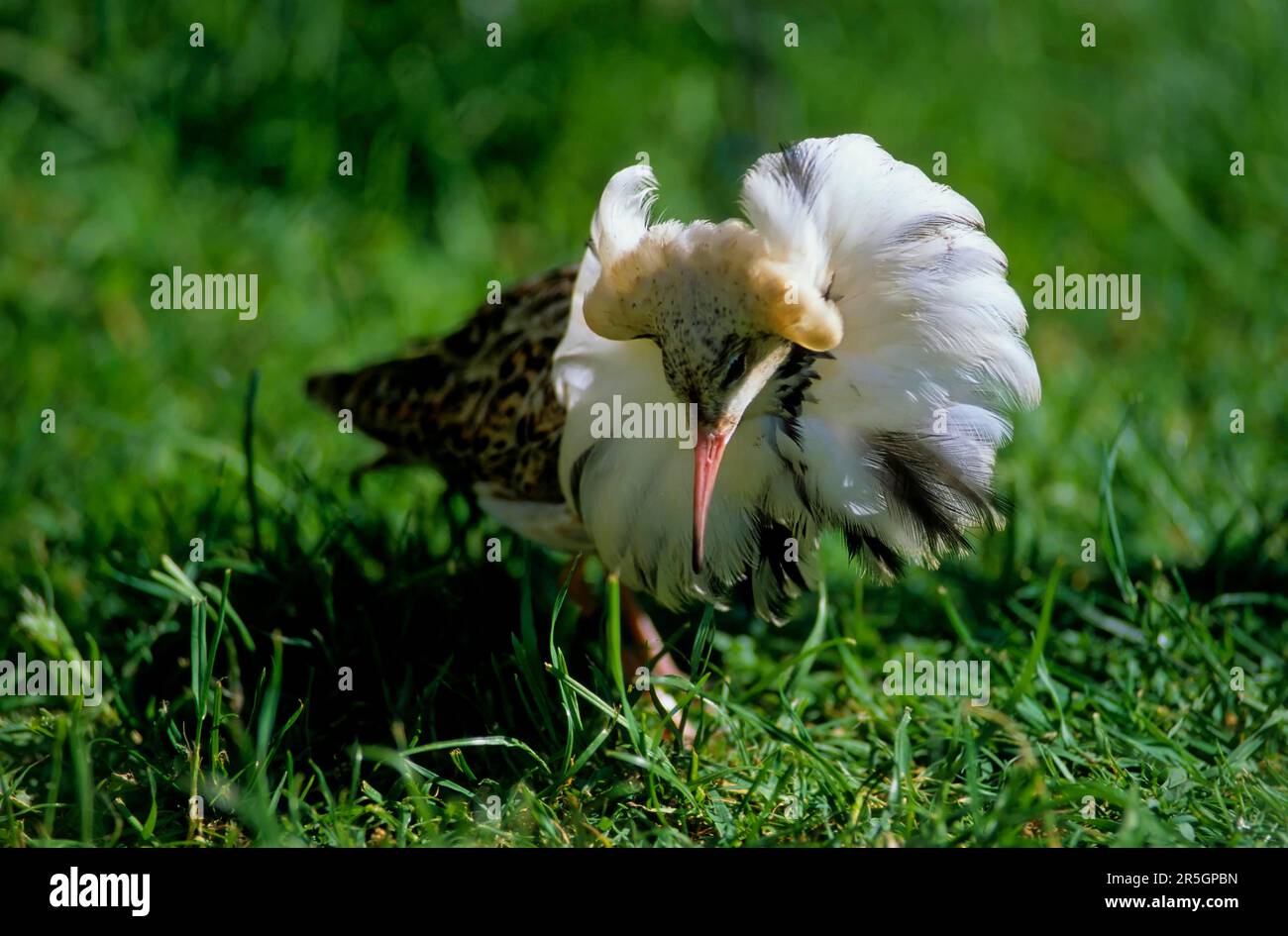 Common ruff hi-res stock photography and images - Alamy