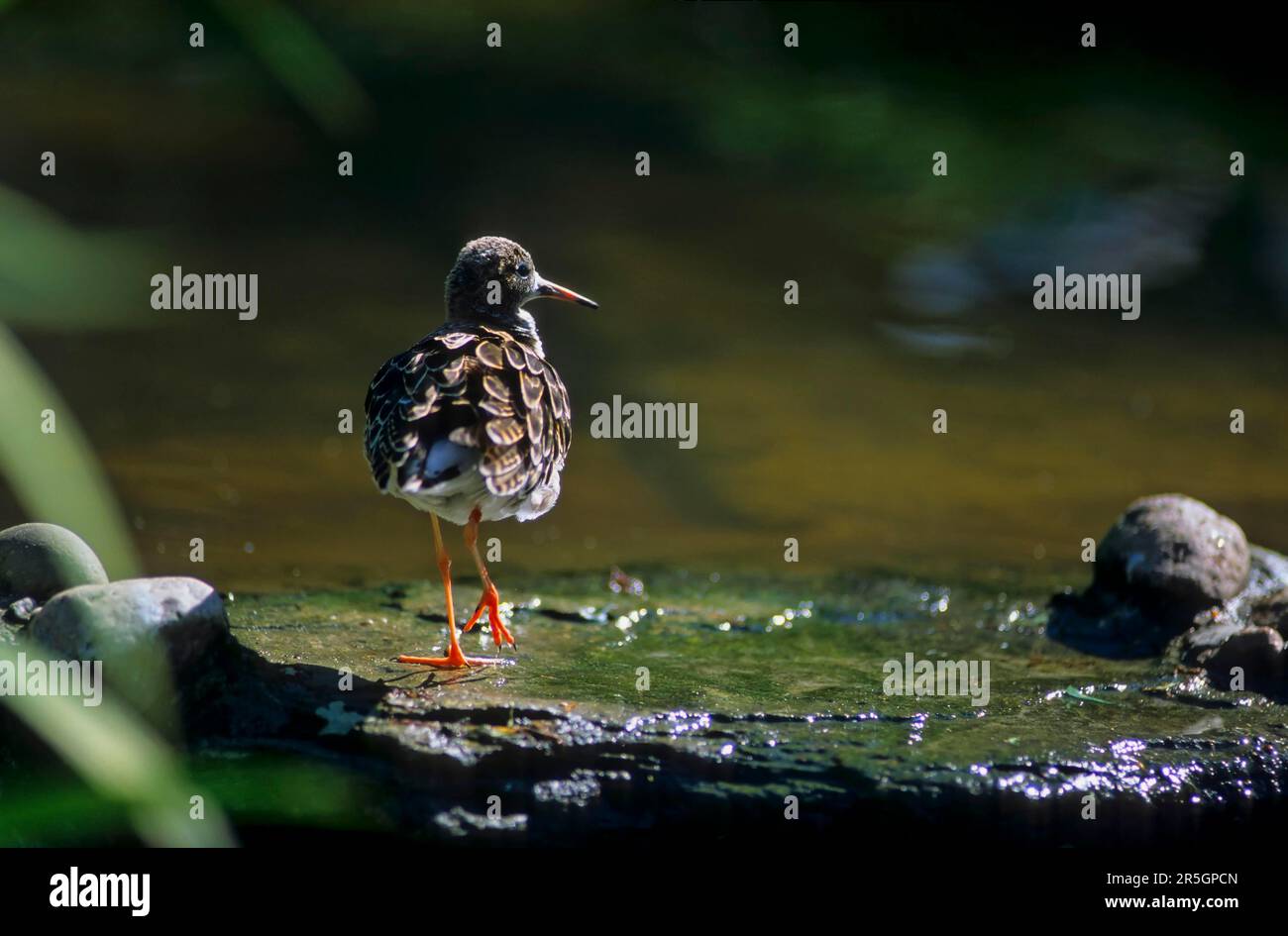 Common ruff hi-res stock photography and images - Alamy