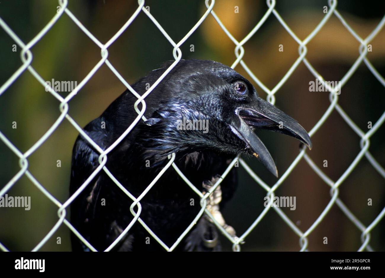 Common Raven (Corvus corax Stock Photo - Alamy