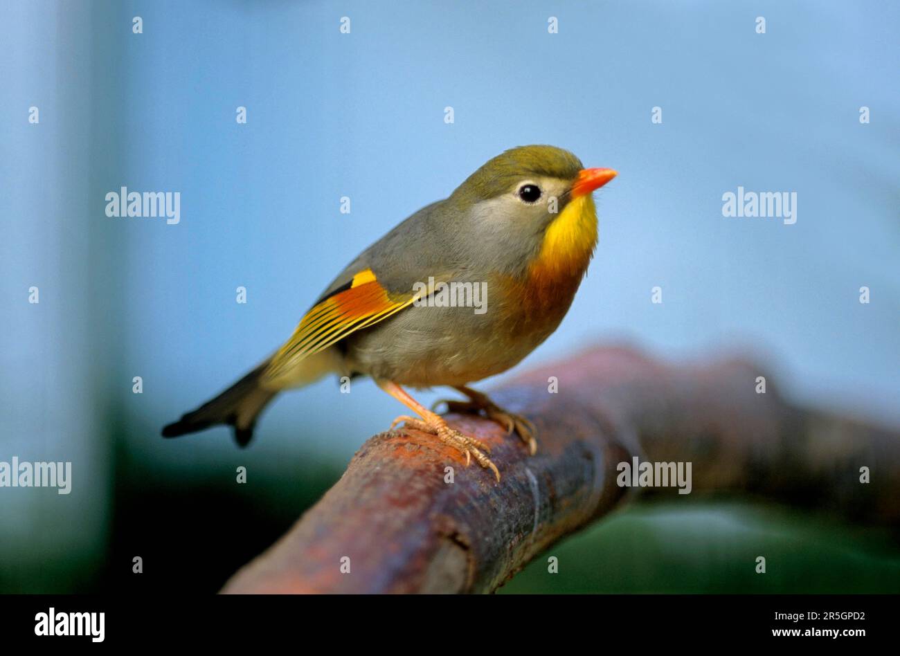 Red-billed leiothrix (Leiothrix lutea), China Sunbird, Chinese Sunbird ...
