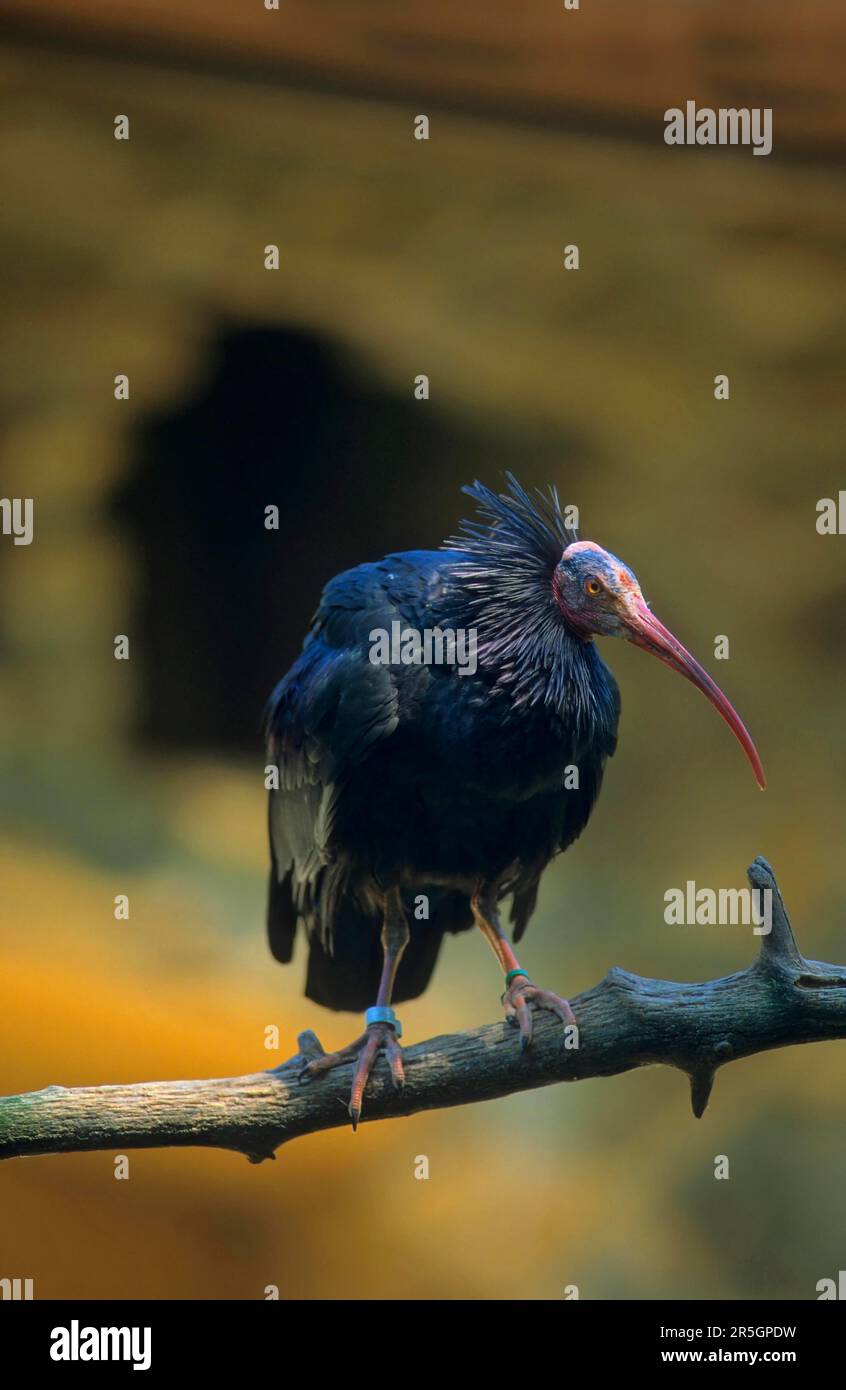 Bald Ibis, northern bald ibis (Geronticus eremita), Crested Ibis ...