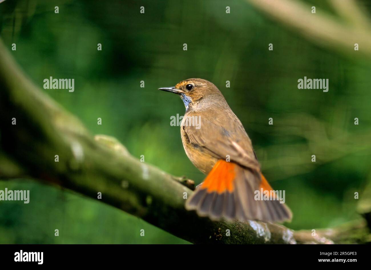Bluethroat (Luscinia svecica Stock Photo - Alamy