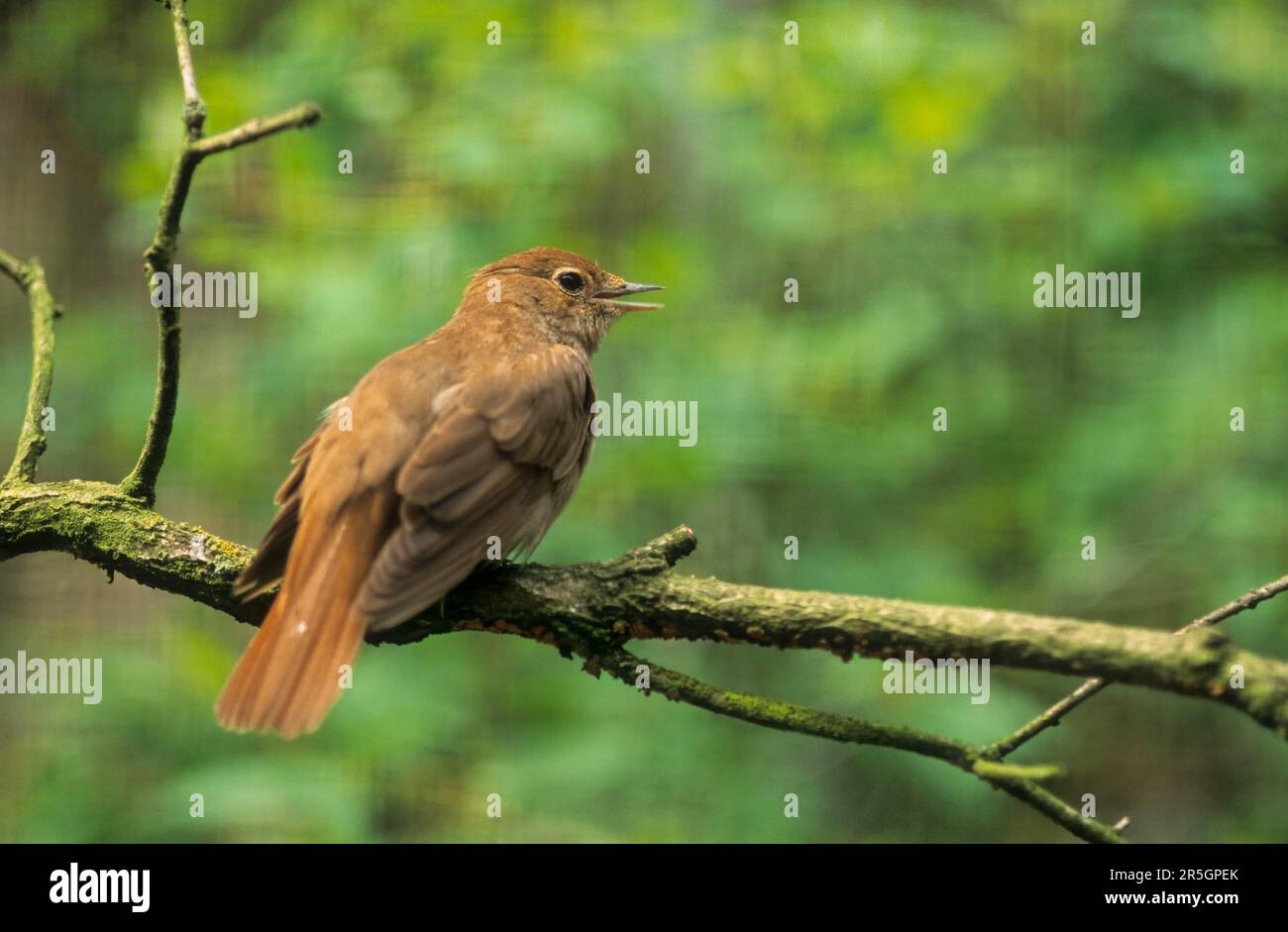 Thrush nightingale hi-res stock photography and images - Alamy