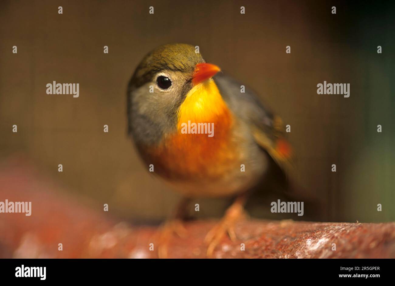 Red-billed leiothrix (Leiothrix lutea), China Sunbird, Chinese Sunbird ...