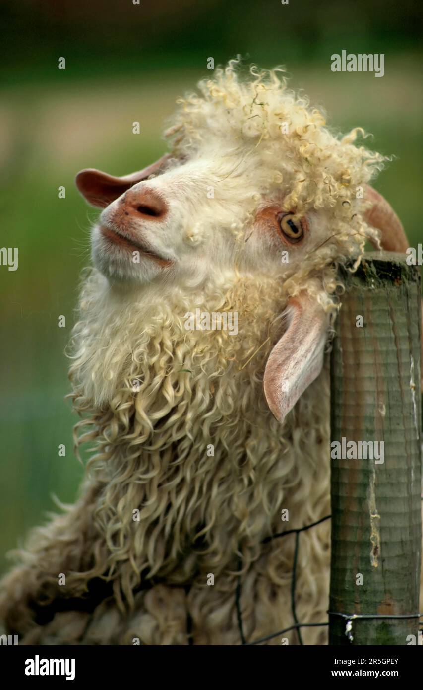 Angora sheep hi-res stock photography and images - Alamy