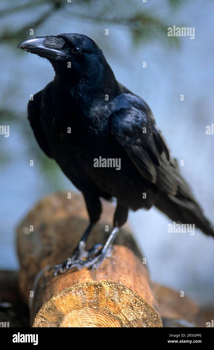 Raven Vs Crow Beak