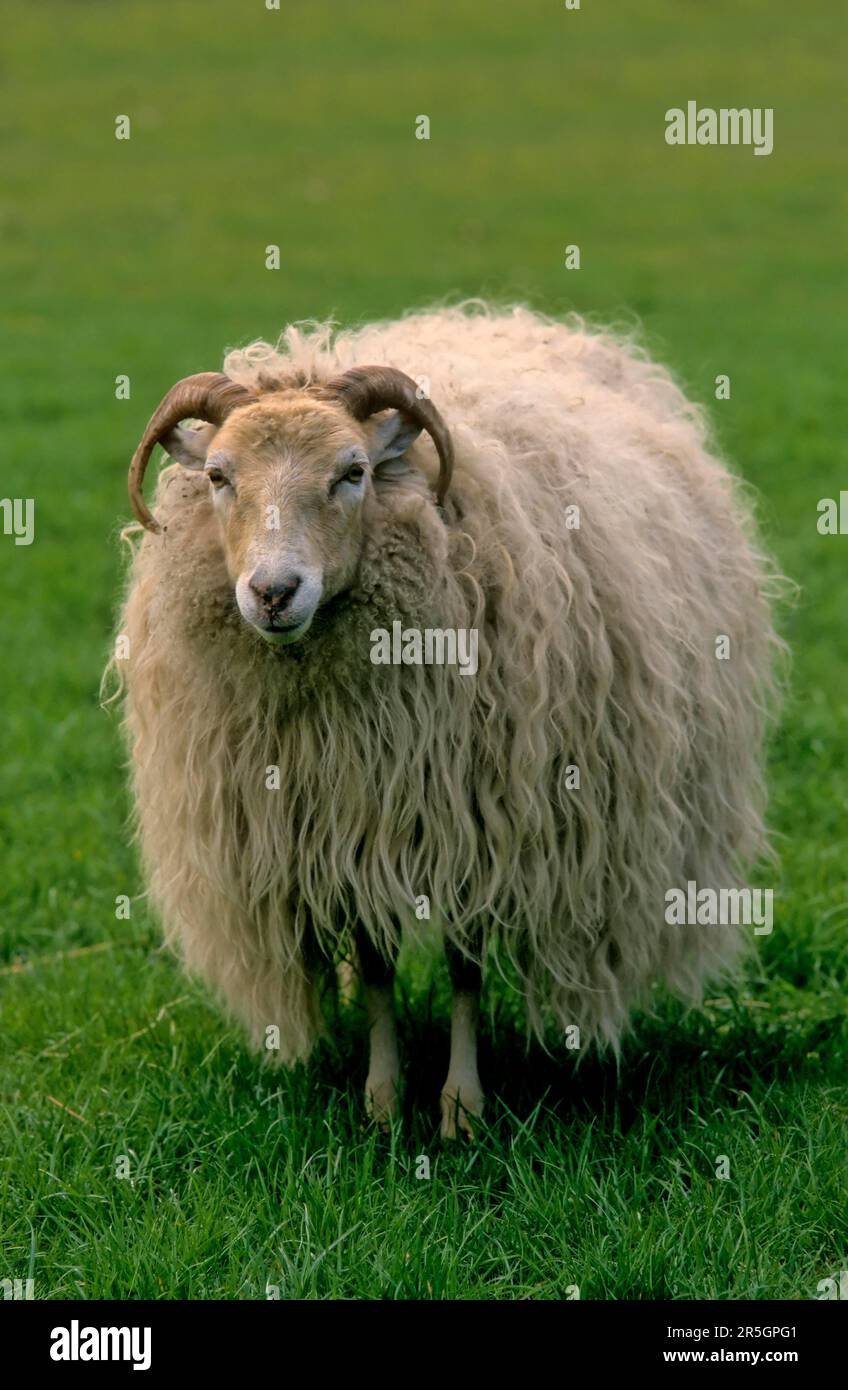 White horned heath goat Stock Photo - Alamy