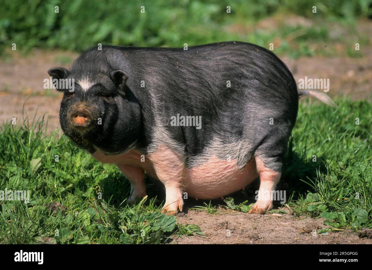Pot-bellied pig, Vietnamese pot-bellied pig Stock Photo - Alamy