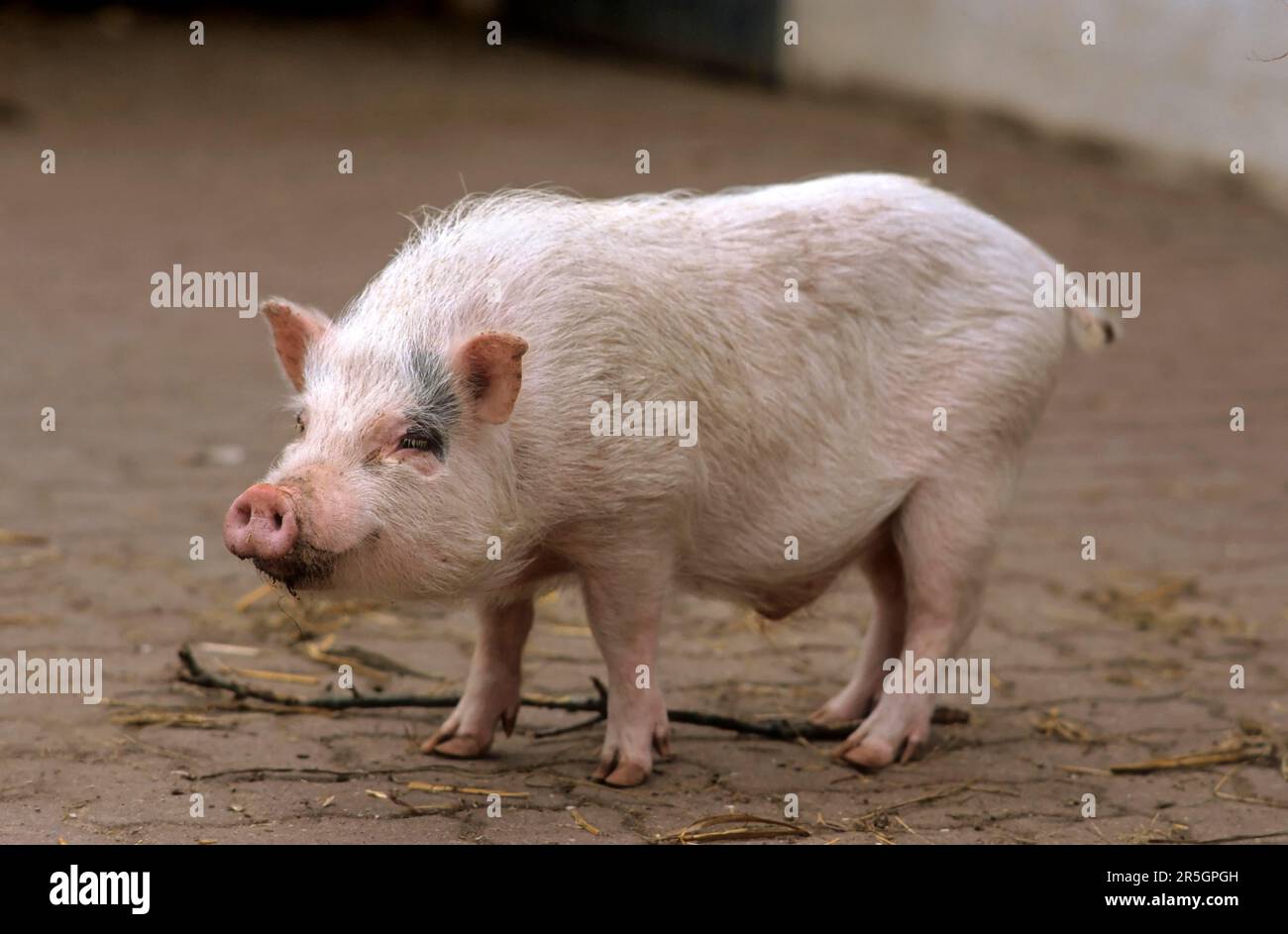Goettingen pig hi-res stock photography and images - Alamy