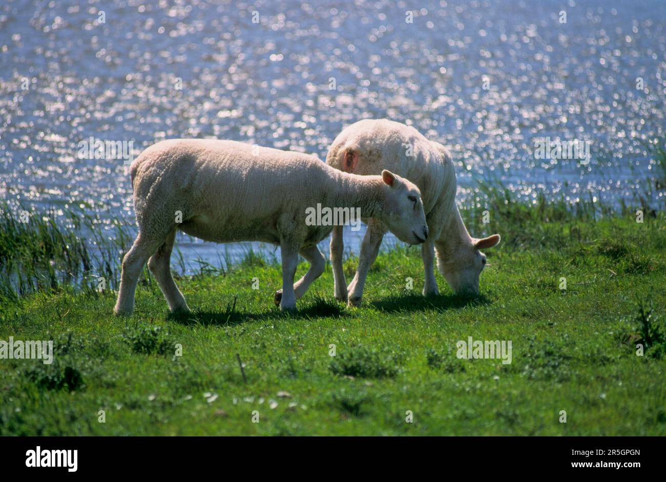 Sheep domestic hi-res stock photography and images - Alamy