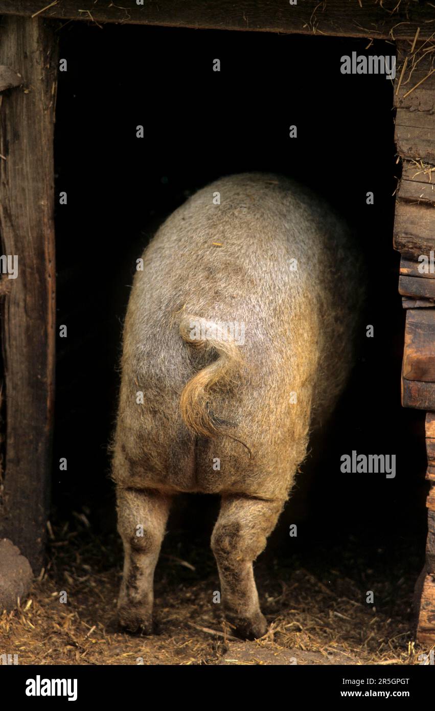 Mangalitsa wool pig hi-res stock photography and images - Alamy