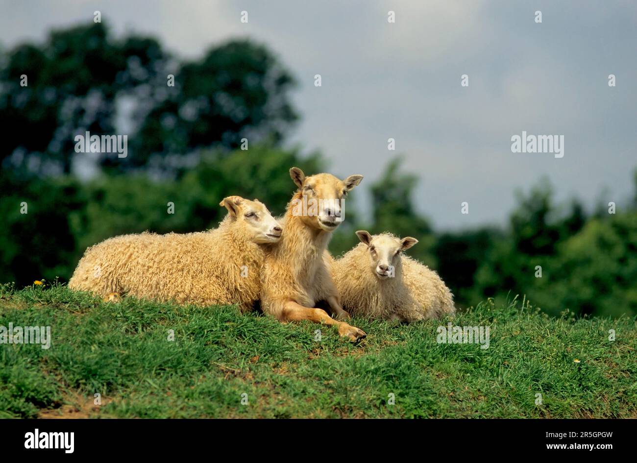 Icelandic sheep breed hi-res stock photography and images - Alamy