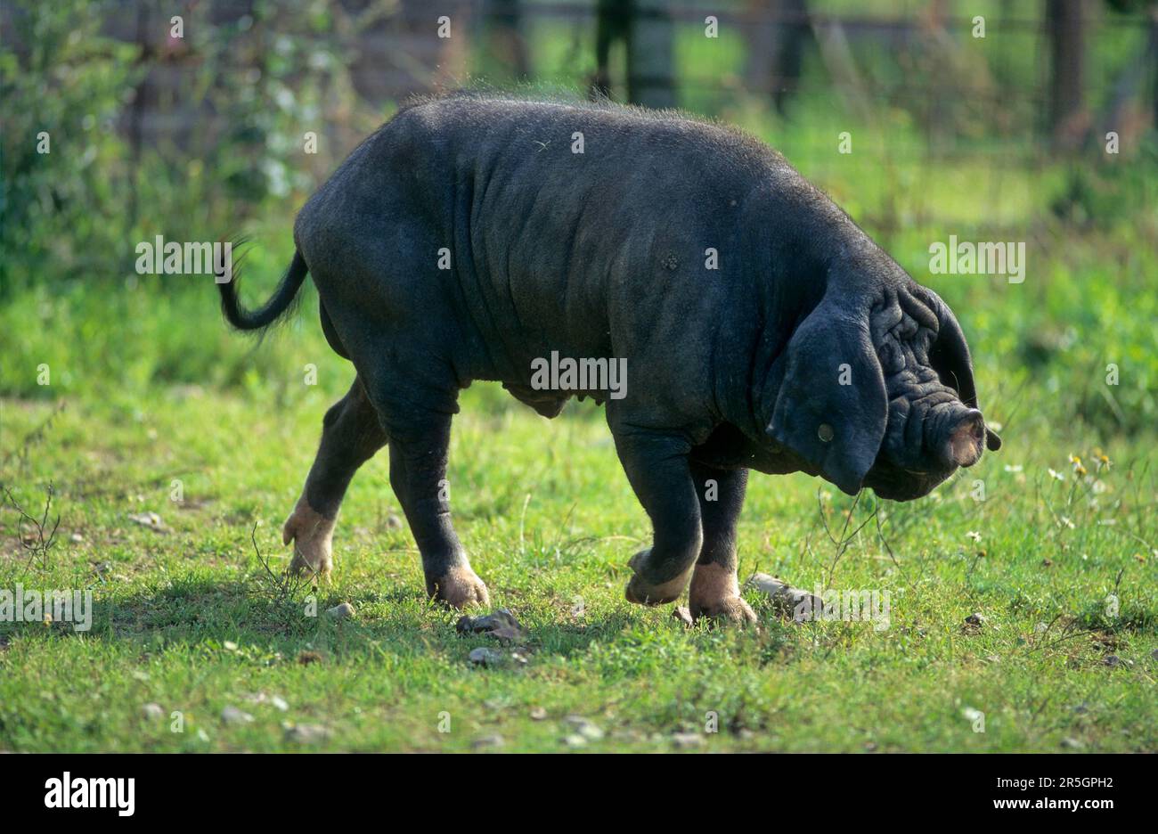Meishan pig (Sus scrofa f. domestica) Chinese masked pig Stock Photo ...
