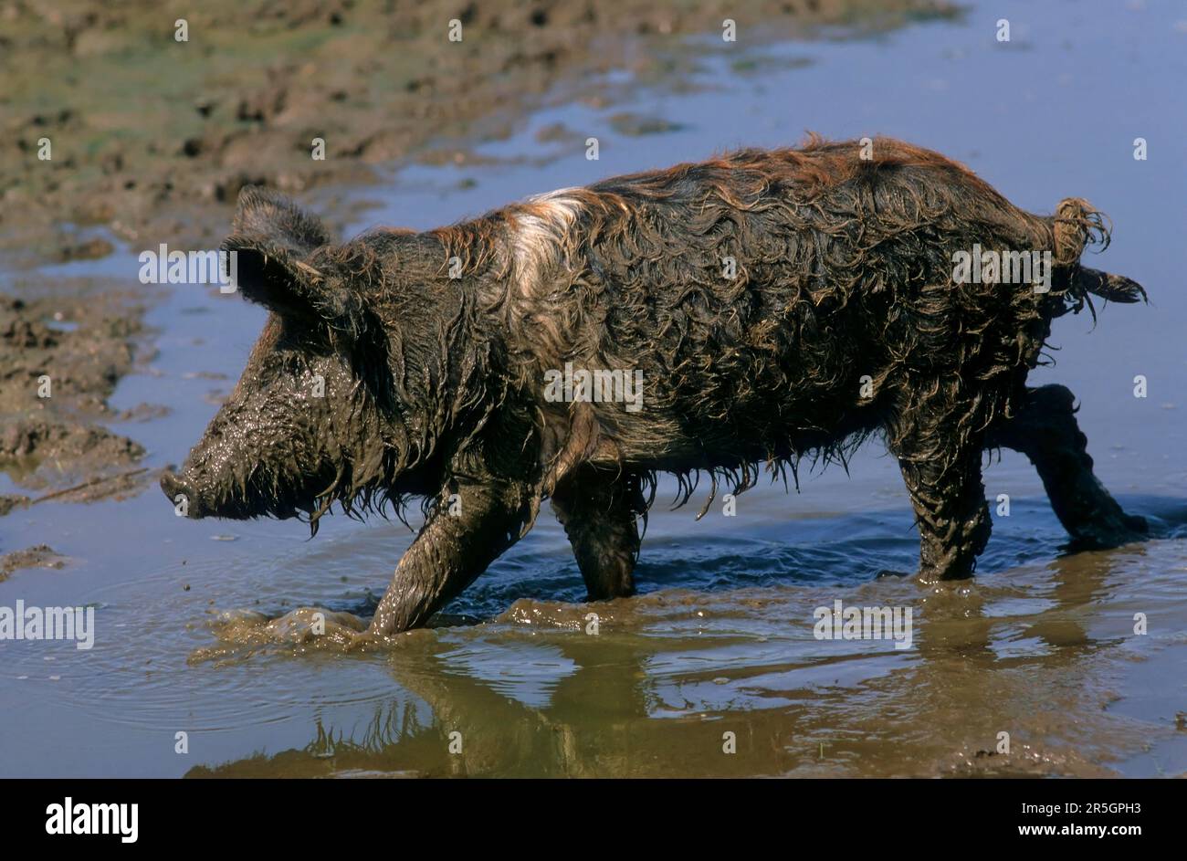 Mangalica pig, Mangalitza, Mangaliza, sheep pig, Mangalitza woolly pig ...