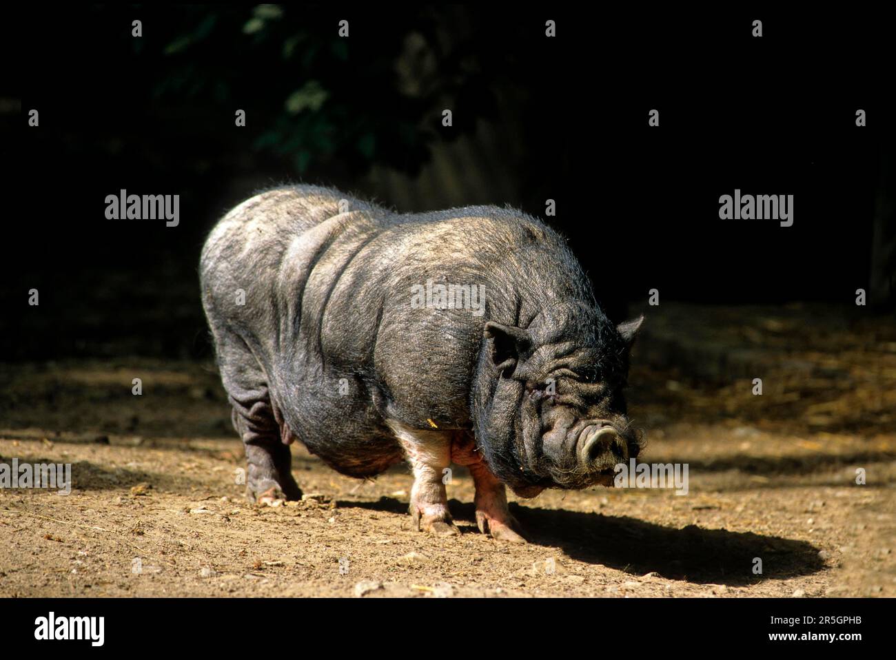 Vietnamese pig breed hi-res stock photography and images - Alamy