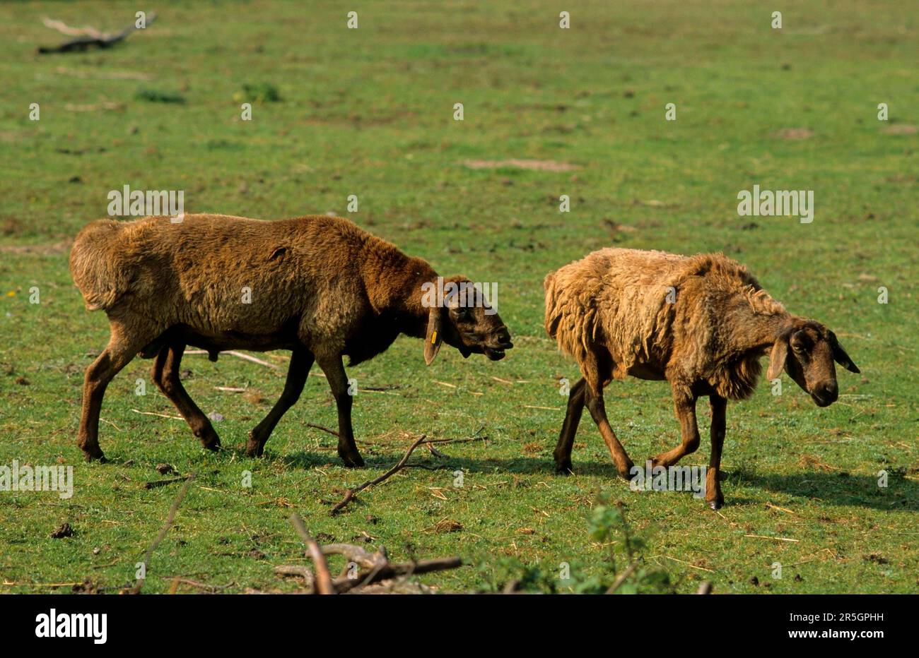 Hissar sheep hi-res stock photography and images - Alamy