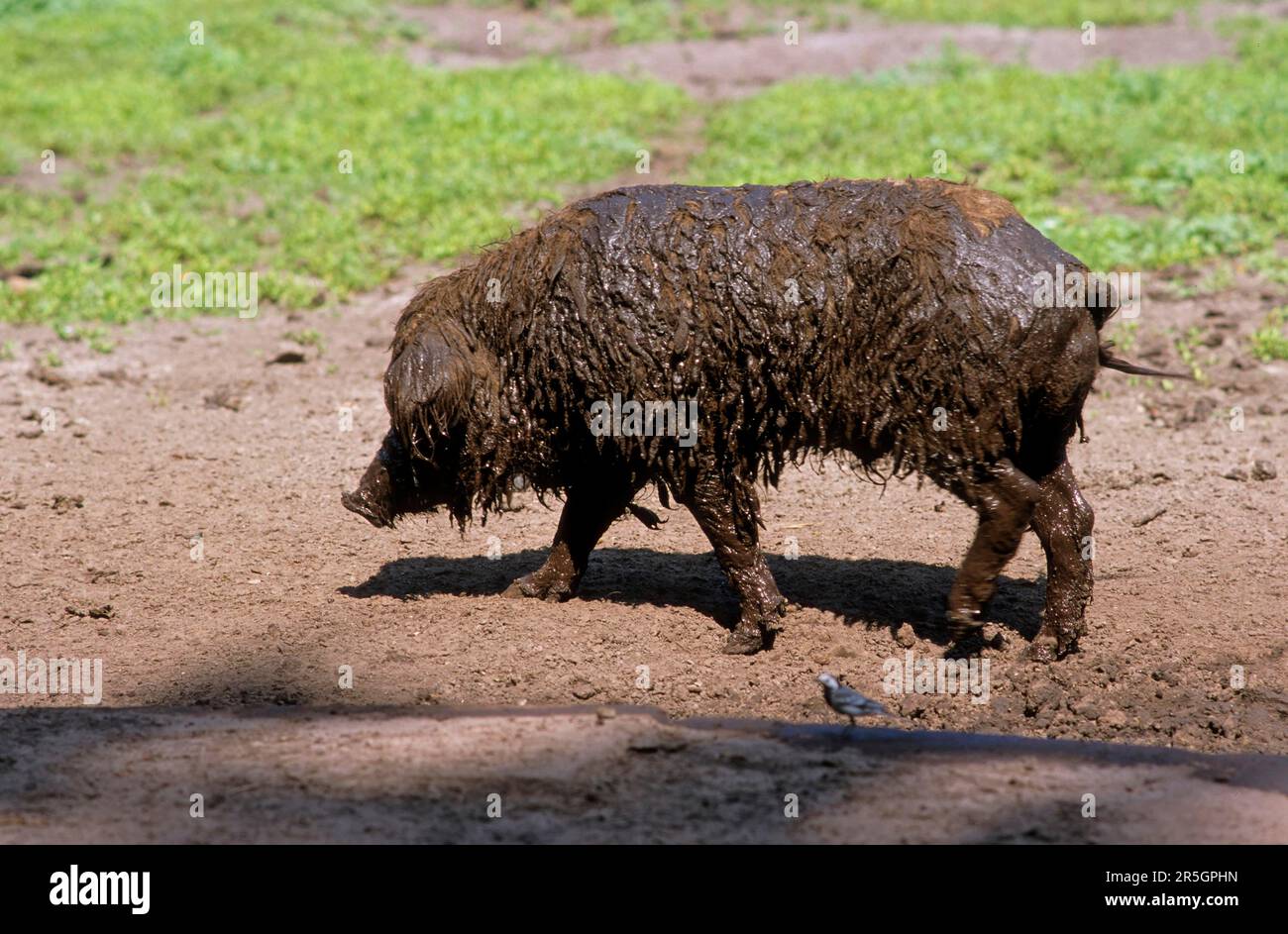 Mangalica pig, Mangalitza, Mangaliza, sheep pig, Mangalitza woolly pig ...