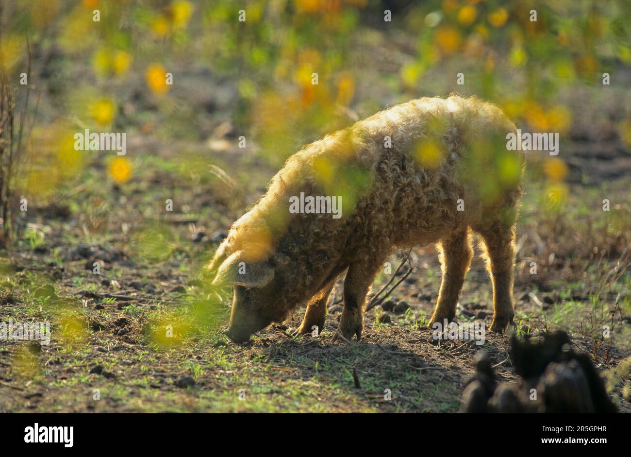 Mangalica pig, Mangalitza, Mangaliza, sheep pig, Mangalitza woolly pig ...