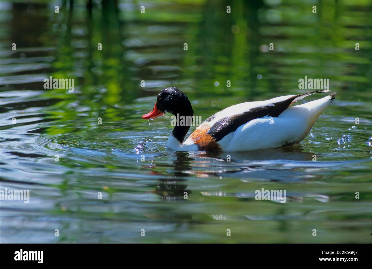 Burn duck hi-res stock photography and images - Alamy