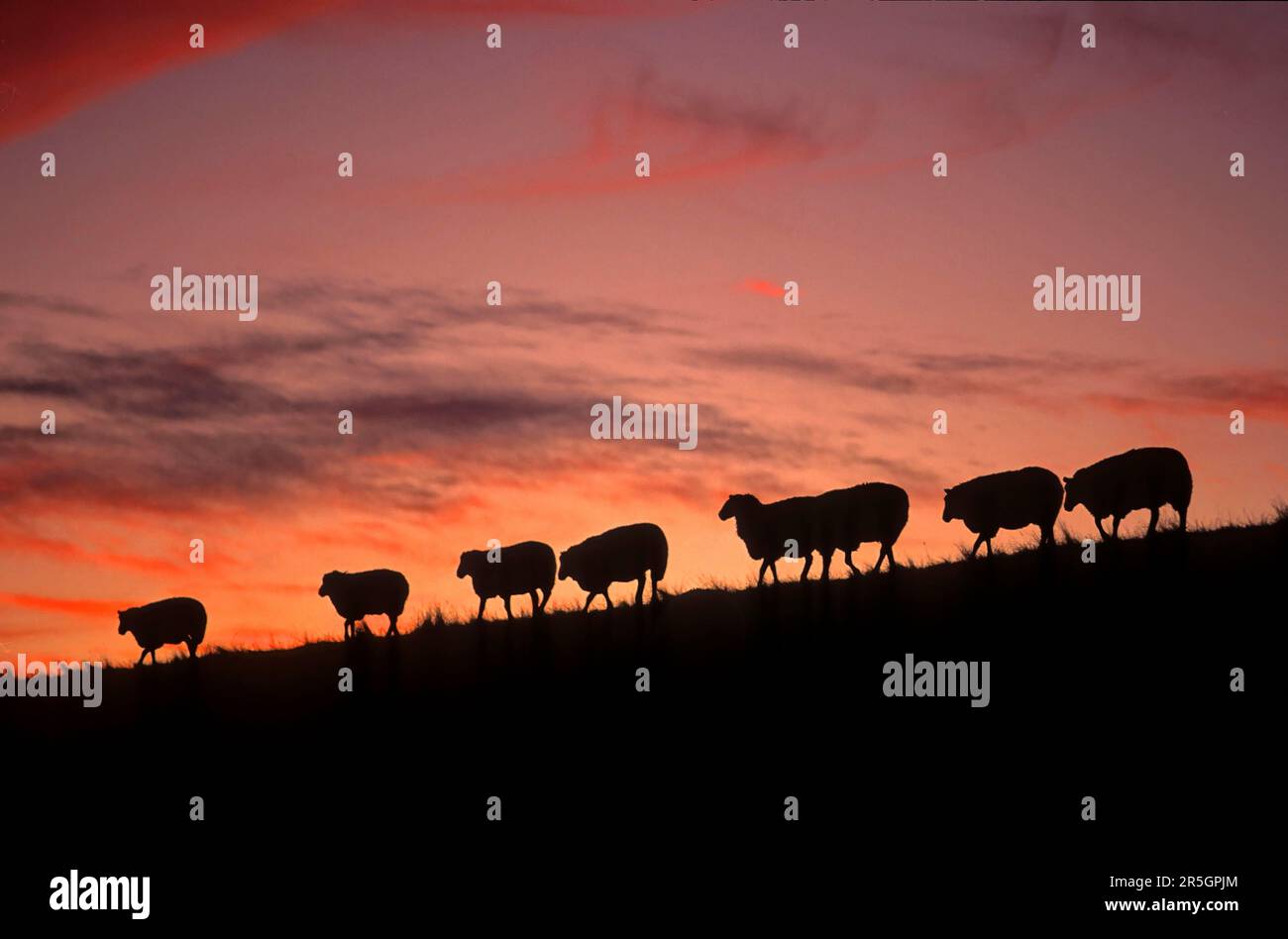 Country sheep, domestic sheep, flock of sheep at the dike, North Sea ...
