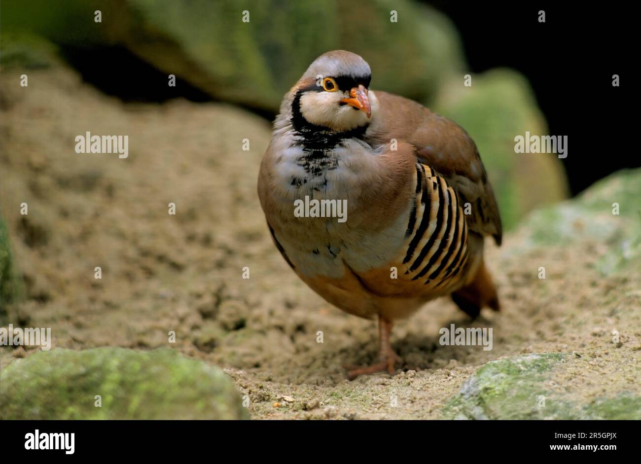 Rock partridge (Alectoris graeca), Rock Partridge Stock Photo - Alamy
