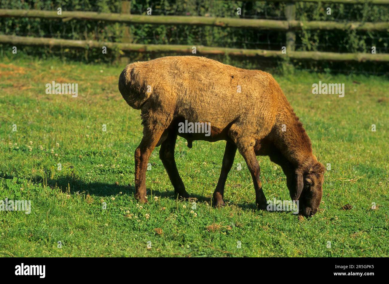 Hissar sheep hi-res stock photography and images - Alamy