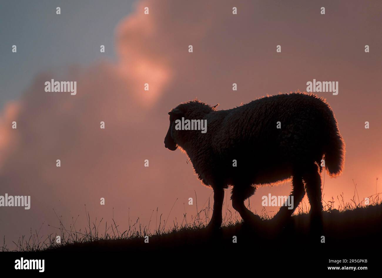 Country sheep, domestic sheep, flock of sheep at the dike, North Sea ...