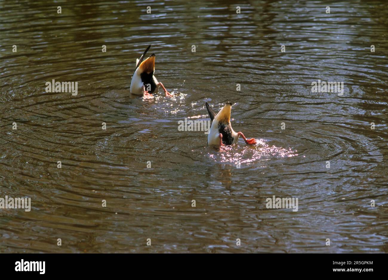 Burn duck hi-res stock photography and images - Alamy