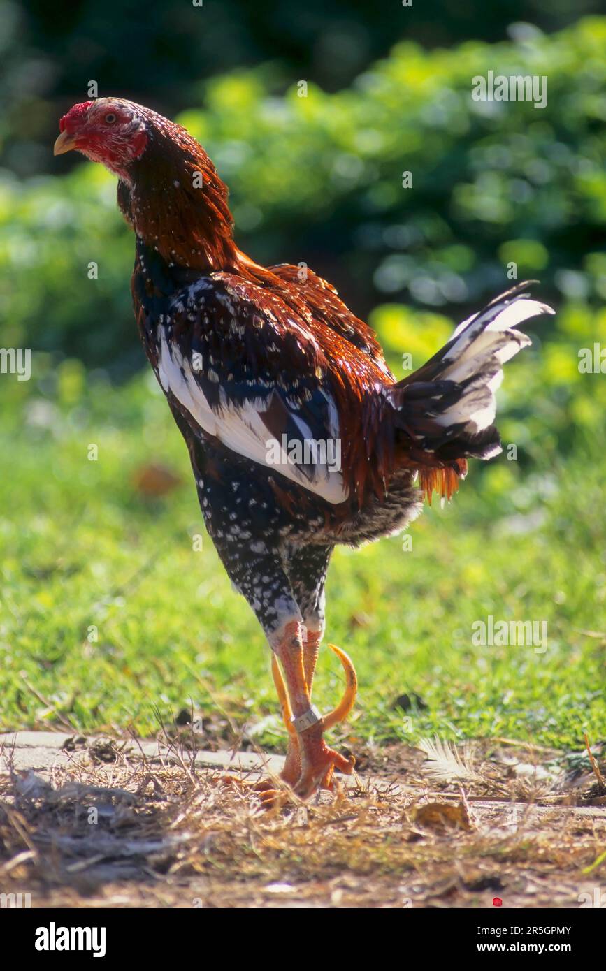 Bantam, domestic chicken, fighting chicken Stock Photo - Alamy