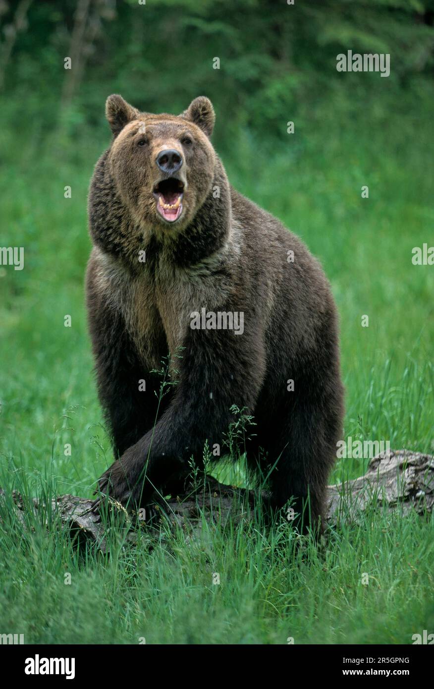Grizzly bear (Ursus arctos horribilis), Grisli, Grisly, male subspecies ...