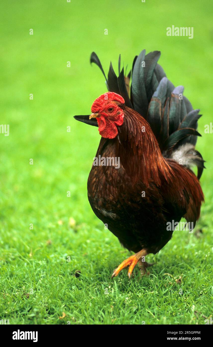 Domestic chicken breed hi-res stock photography and images - Alamy